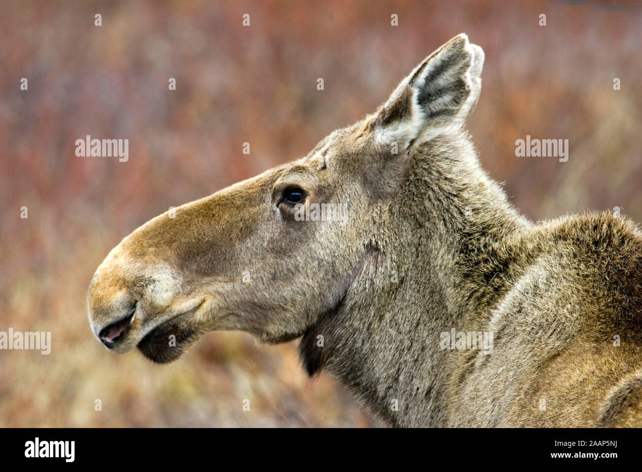 Schweden elch -Fotos und -Bildmaterial in hoher Auflösung – Alamy