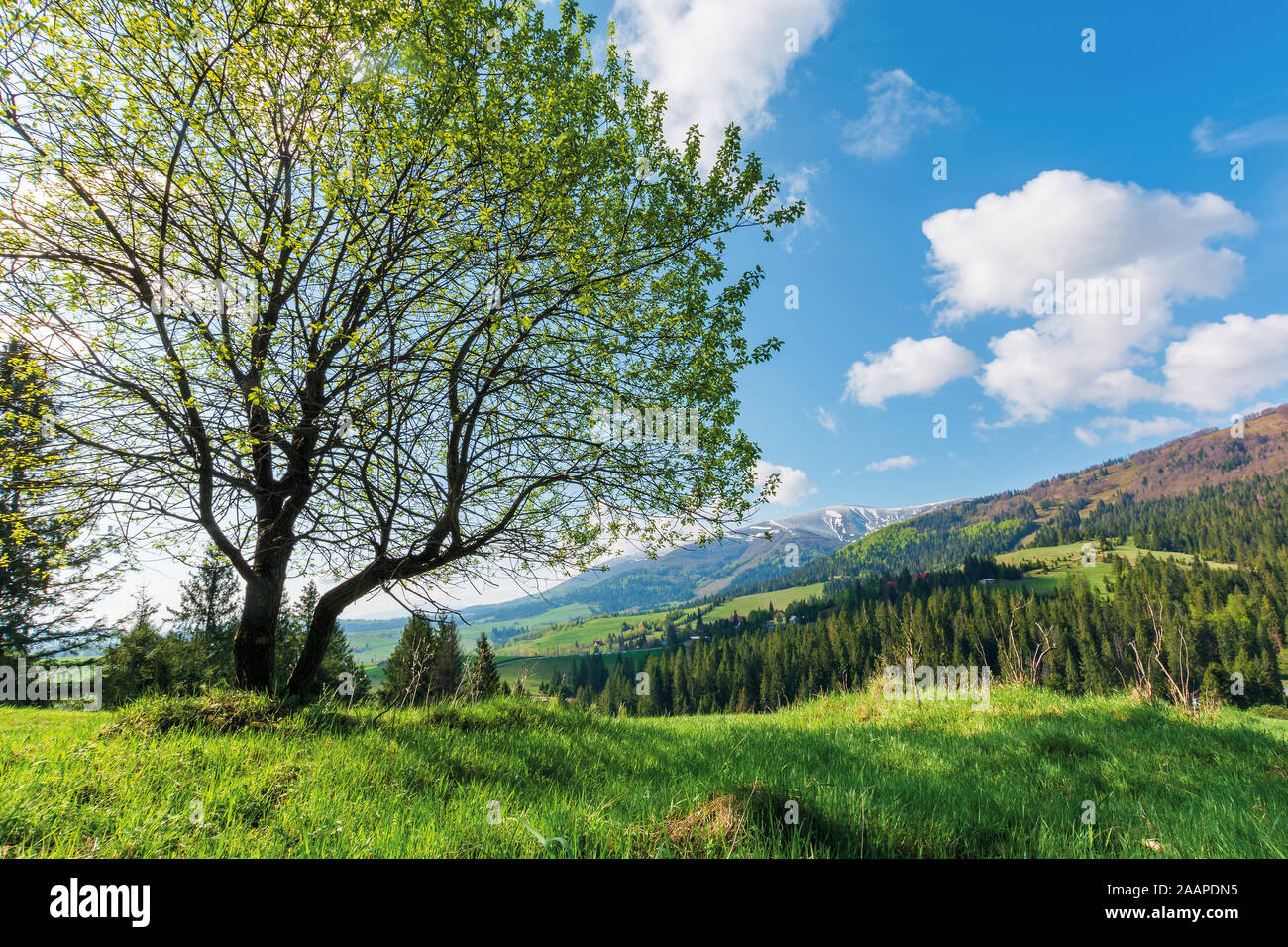 Baum auf der grünen Wiese in den Bergen. schönen warmen sonnigen Tag ...