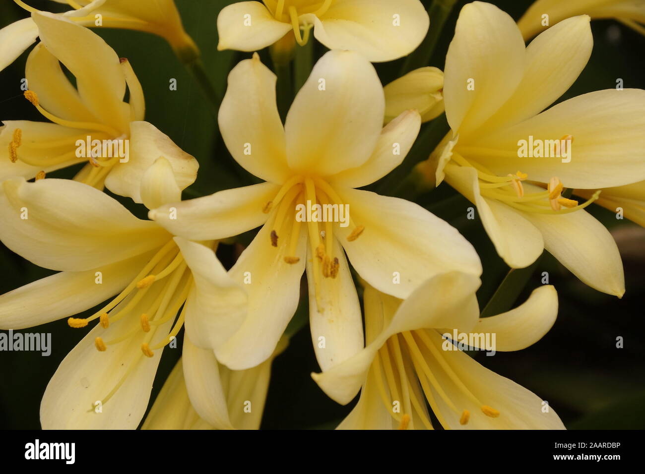 Bush lily -Fotos und -Bildmaterial in hoher Auflösung – Alamy