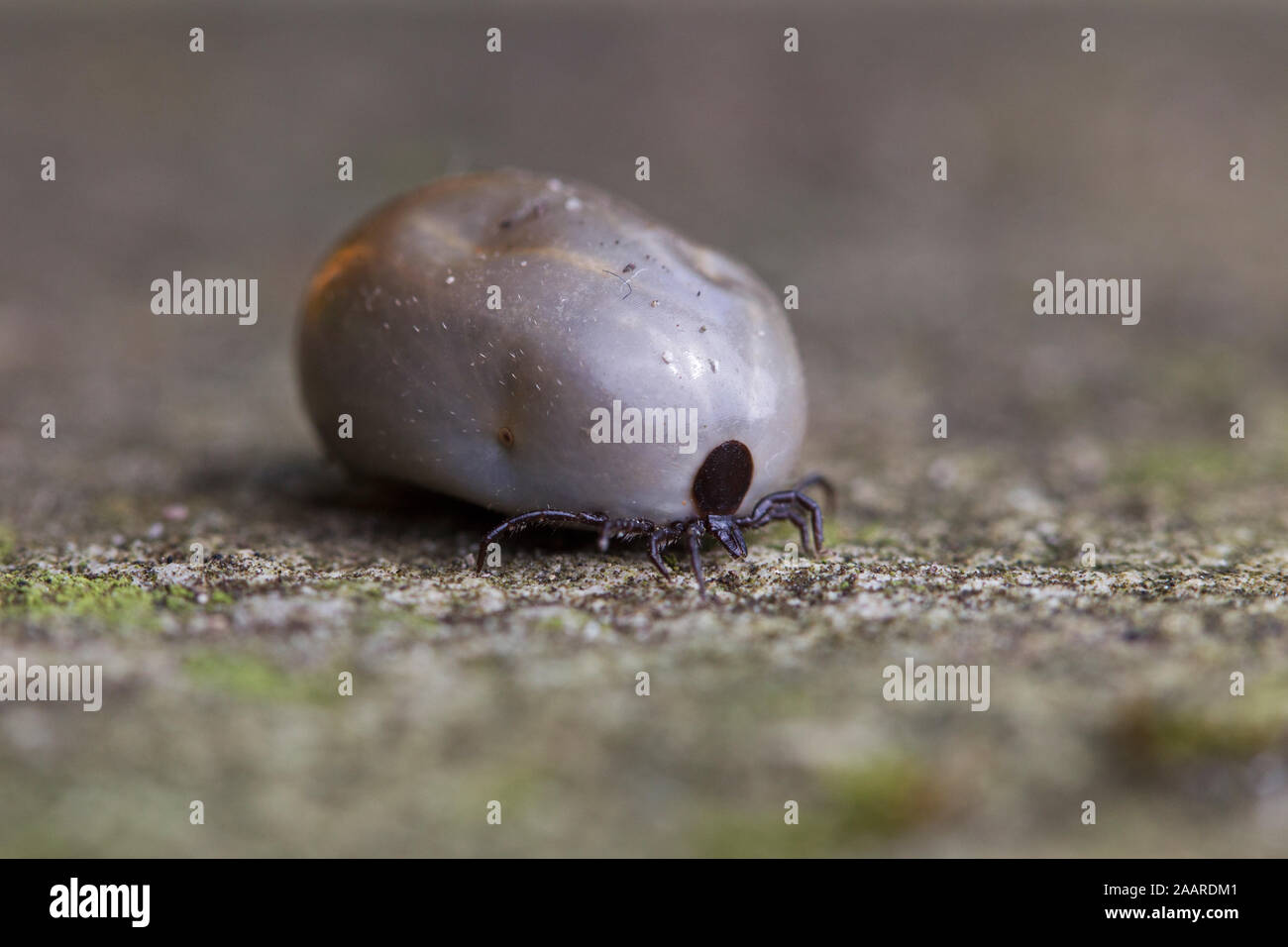 Gemeiner holzbock -Fotos und -Bildmaterial in hoher Auflösung – Alamy