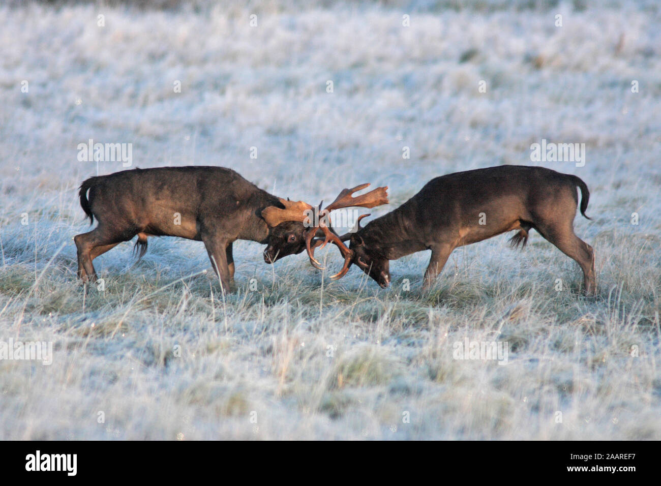 Damwild wiese -Fotos und -Bildmaterial in hoher Auflösung – Alamy