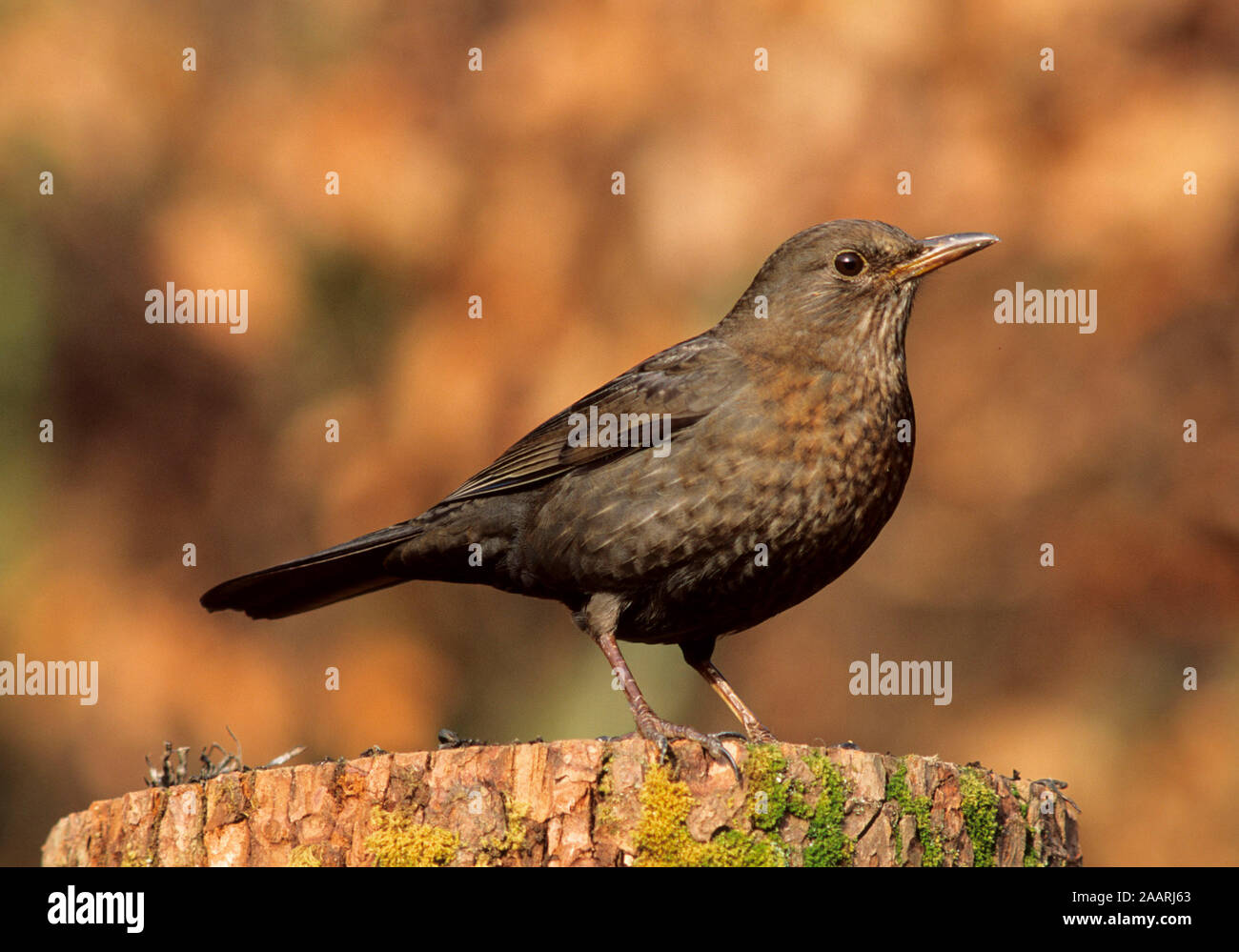 Tiere, Voegel, Amsel, Tiere, Vögel, Turdus merula, Amsel, Merle noir ...