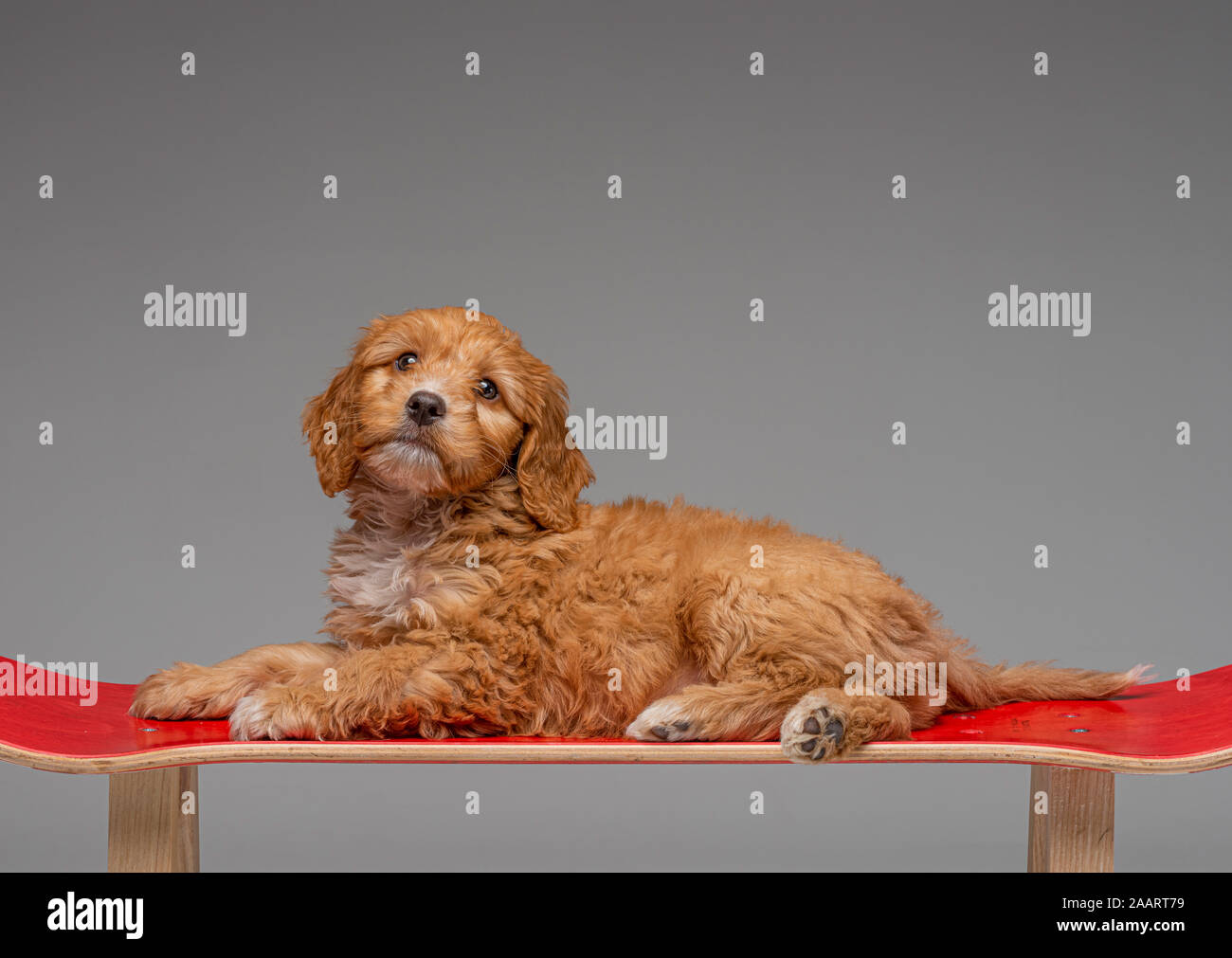 Skateboard hund -Fotos und -Bildmaterial in hoher Auflösung – Alamy