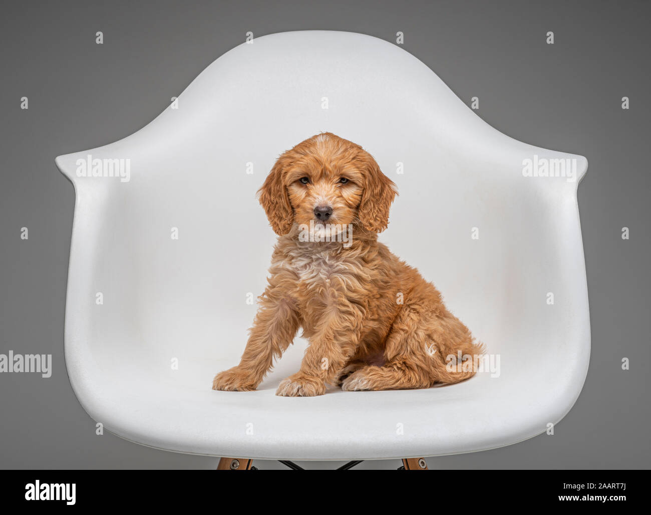 Eames und jung -Fotos und -Bildmaterial in hoher Auflösung – Alamy