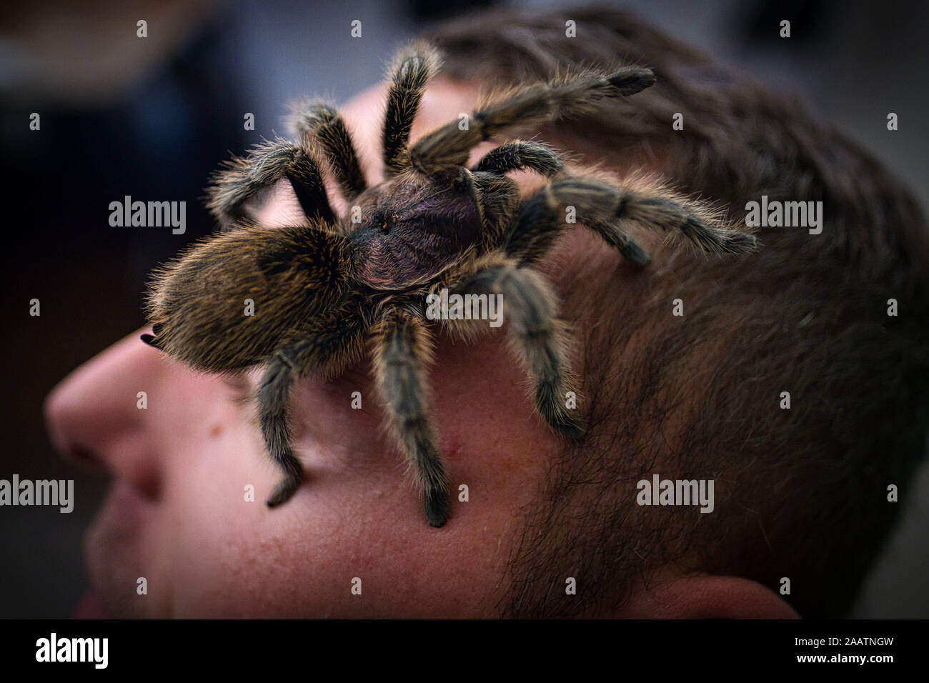 Chile vogelspinne -Fotos und -Bildmaterial in hoher Auflösung – Alamy