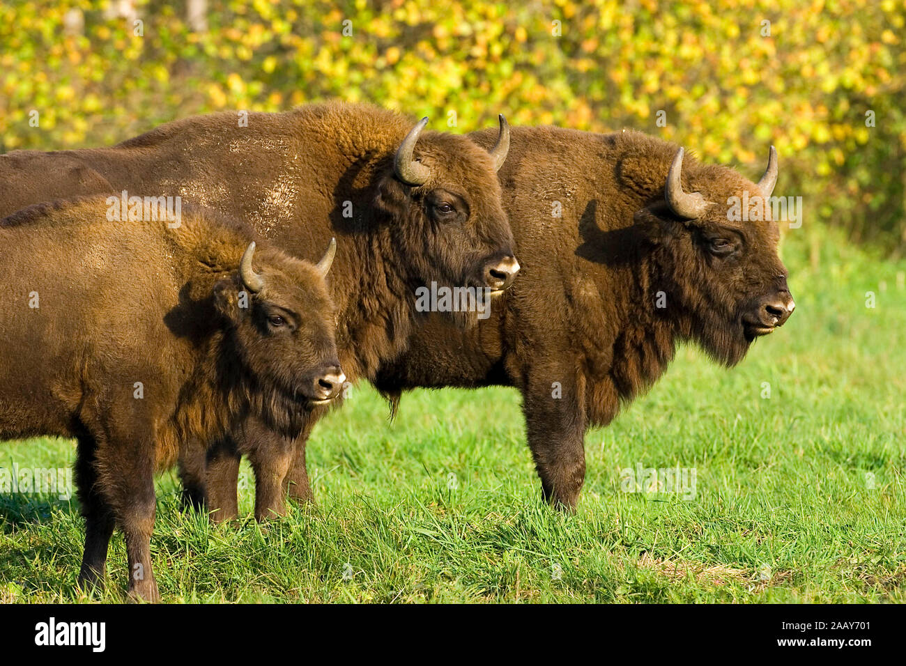 Wisente in masuren -Fotos und -Bildmaterial in hoher Auflösung – Alamy