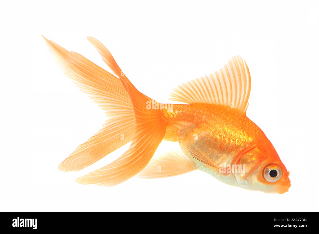 Goldfisch, Goldkarausche, Schleierschwanz, (Carassus auratus auratus ...