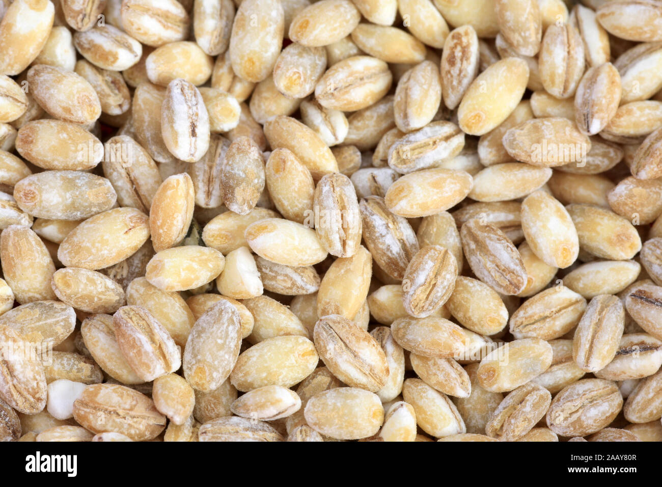 Sechs geruderte gerste -Fotos und -Bildmaterial in hoher Auflösung – Alamy