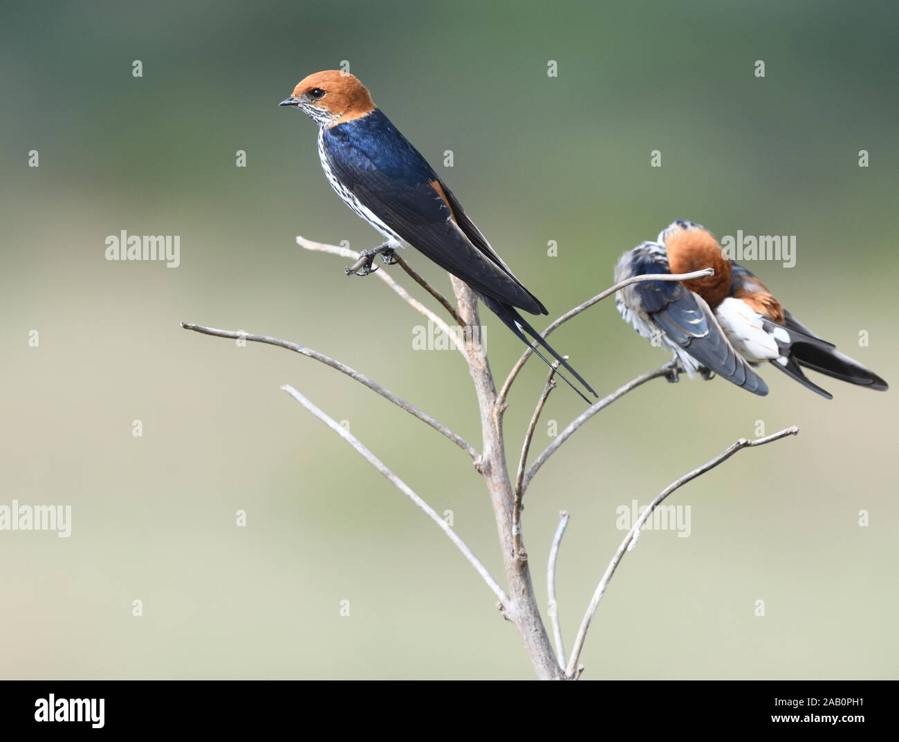 Lesser striped swallows hirundo abyssinica -Fotos und -Bildmaterial in ...
