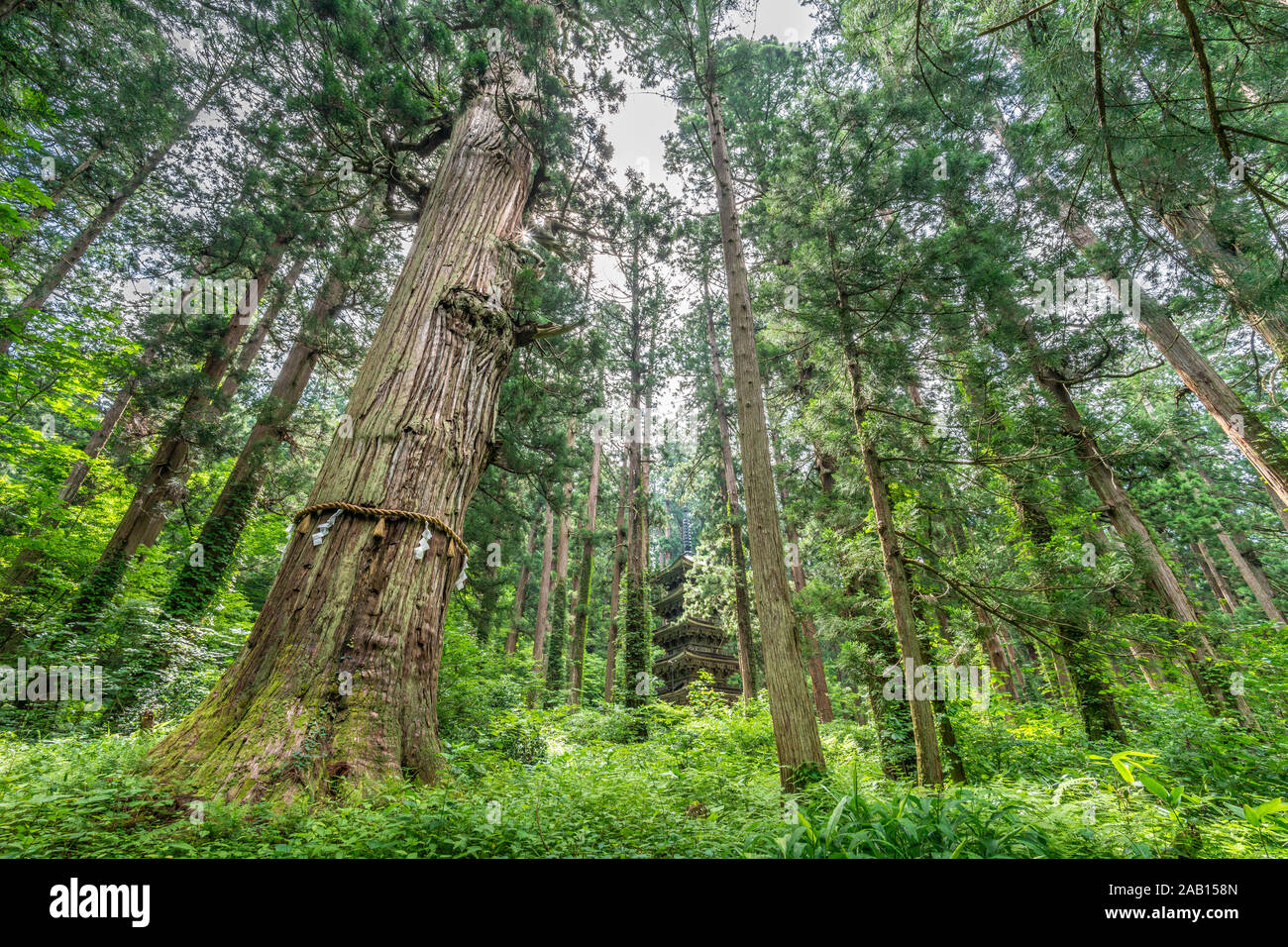 Jijisugi (OPA) 1000 Jahre alte Zeder Zeder und Fünf stöckige Pagode am ...