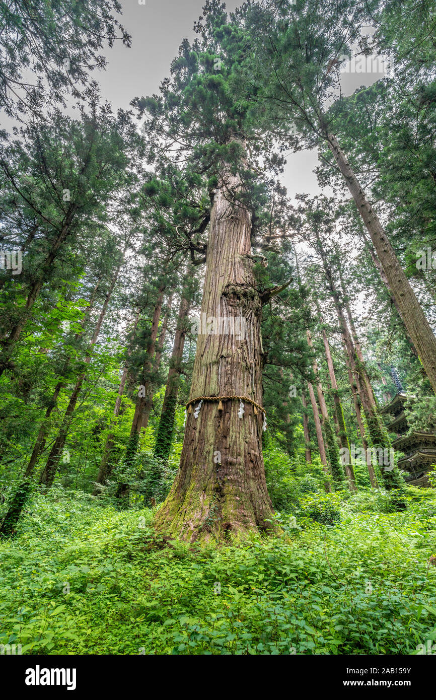 Jijisugi (OPA) 1000 Jahre alte Zeder Zeder am Berg Haguro, einer der ...