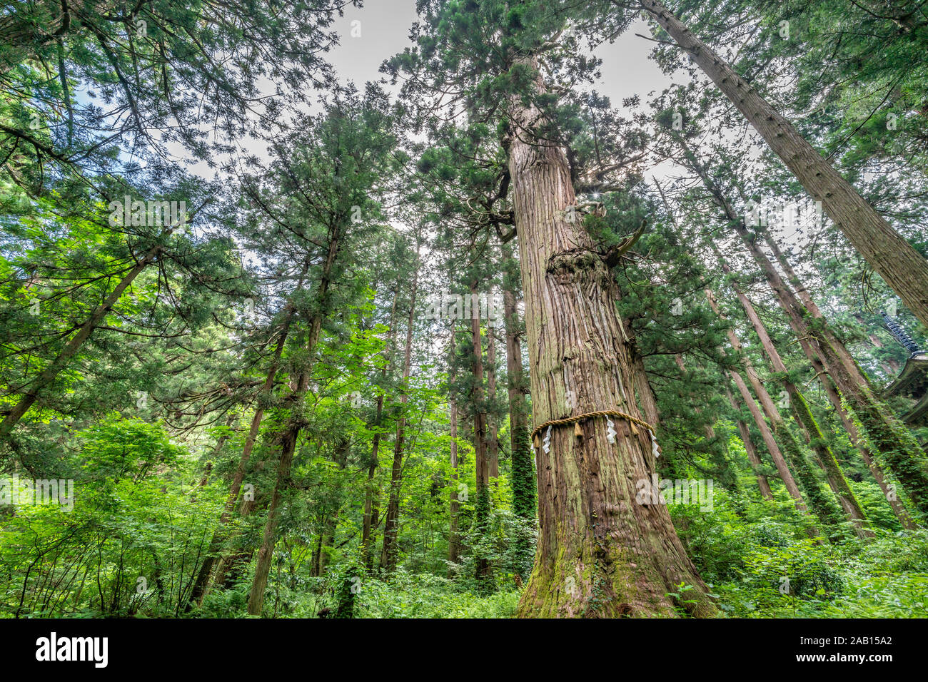 Jijisugi (OPA) 1000 Jahre alte Zeder Zeder am Berg Haguro, einer der ...