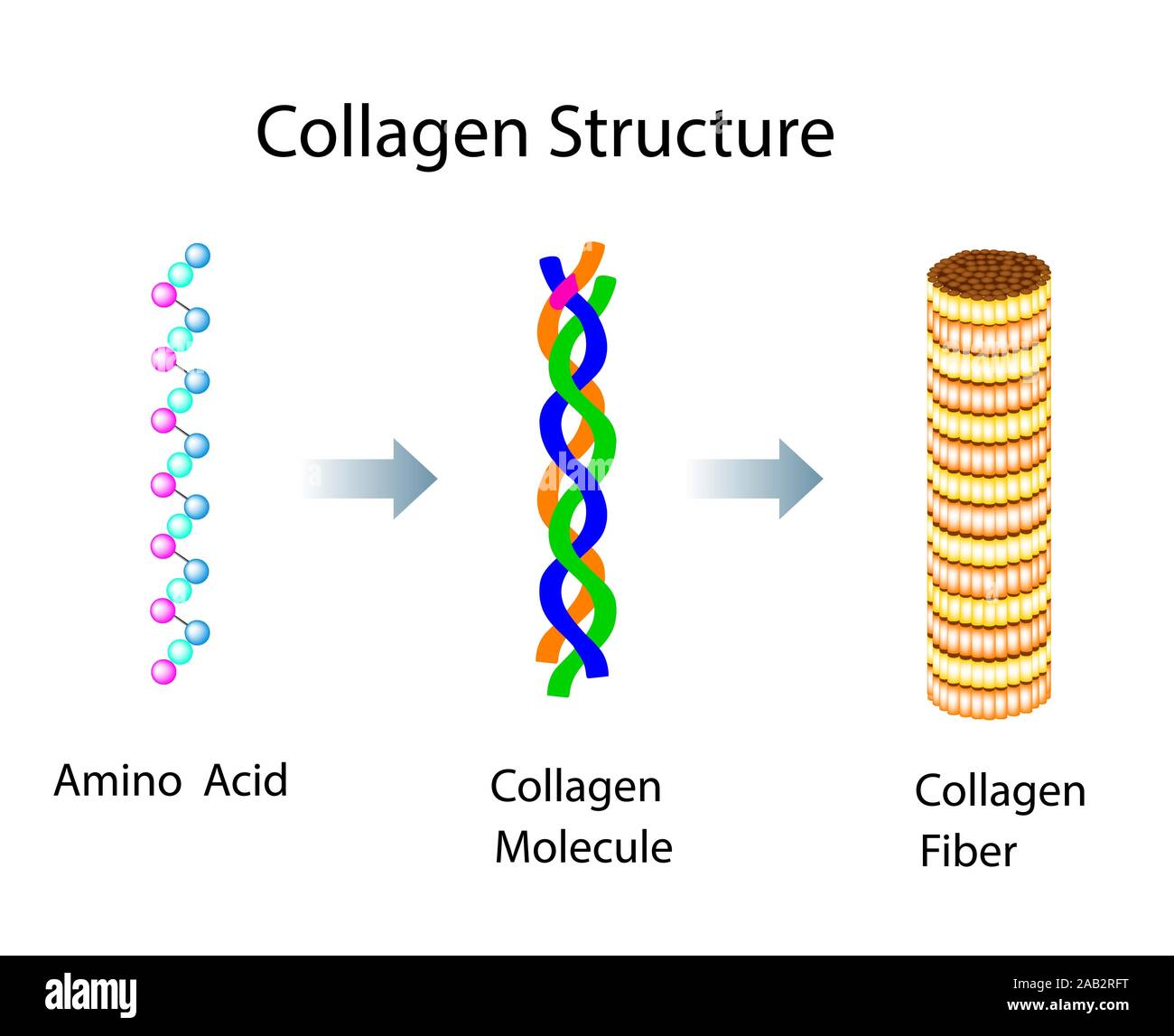 Collagen fiber -Fotos und -Bildmaterial in hoher Auflösung – Alamy