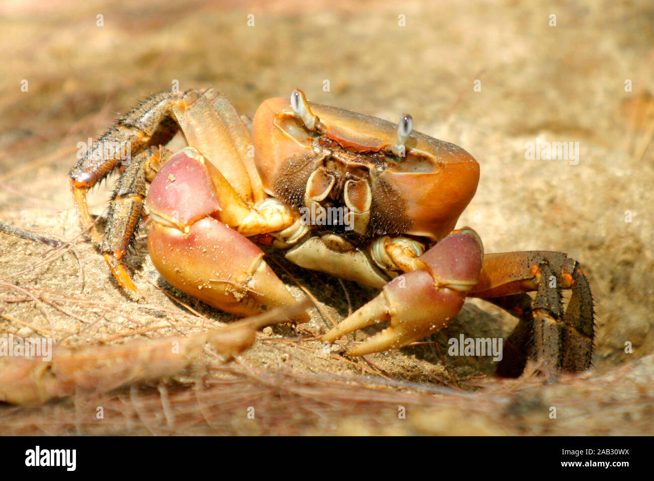 Rote krabbe -Fotos und -Bildmaterial in hoher Auflösung – Alamy