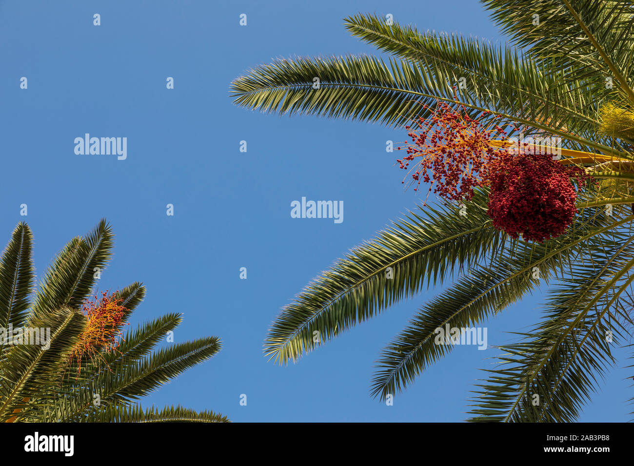 Rote datteln mit baum -Fotos und -Bildmaterial in hoher Auflösung – Alamy