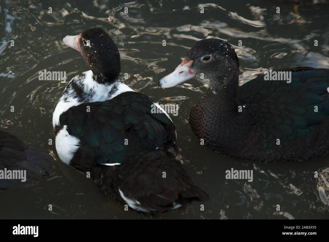 Entenente im wasser schwimmen -Fotos und -Bildmaterial in hoher ...