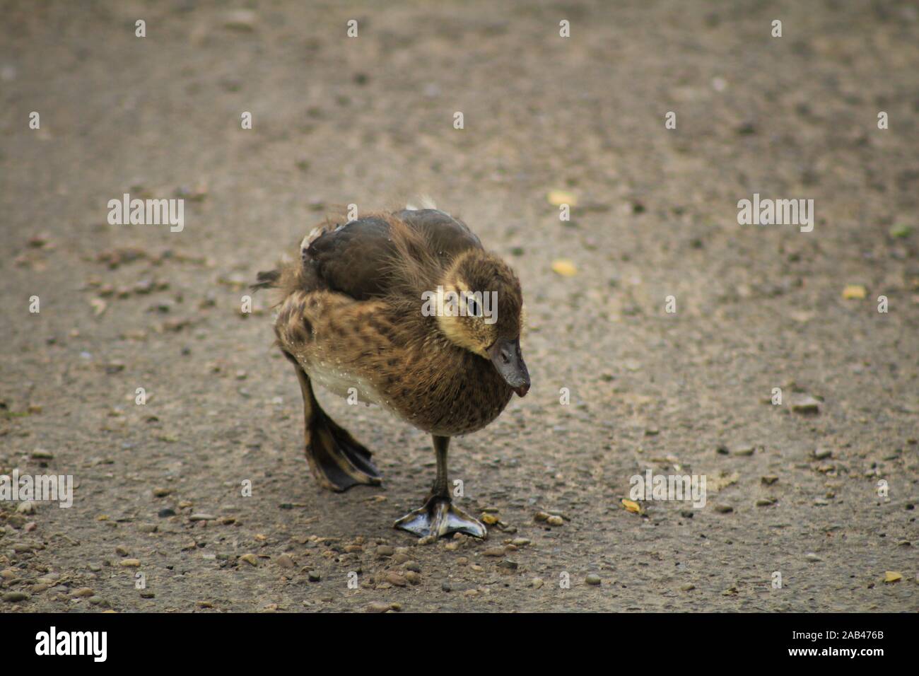 Baby enten kanada -Fotos und -Bildmaterial in hoher Auflösung – Alamy