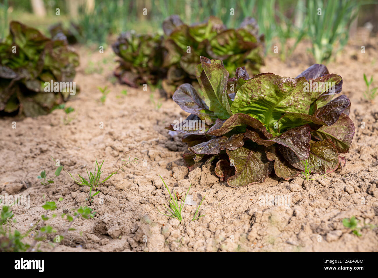 Nahaufnahme von lollo rosso salat -Fotos und -Bildmaterial in hoher ...