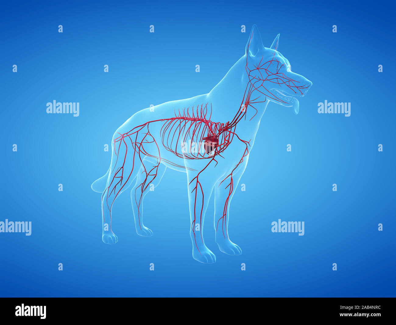 Veterinary artery anatomy -Fotos und -Bildmaterial in hoher Auflösung ...