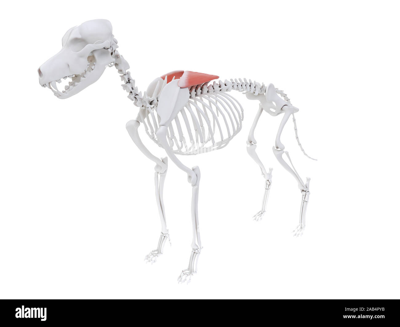 Anatomie muskel hund trapezius Ausgeschnittene Stockfotos und -bilder ...