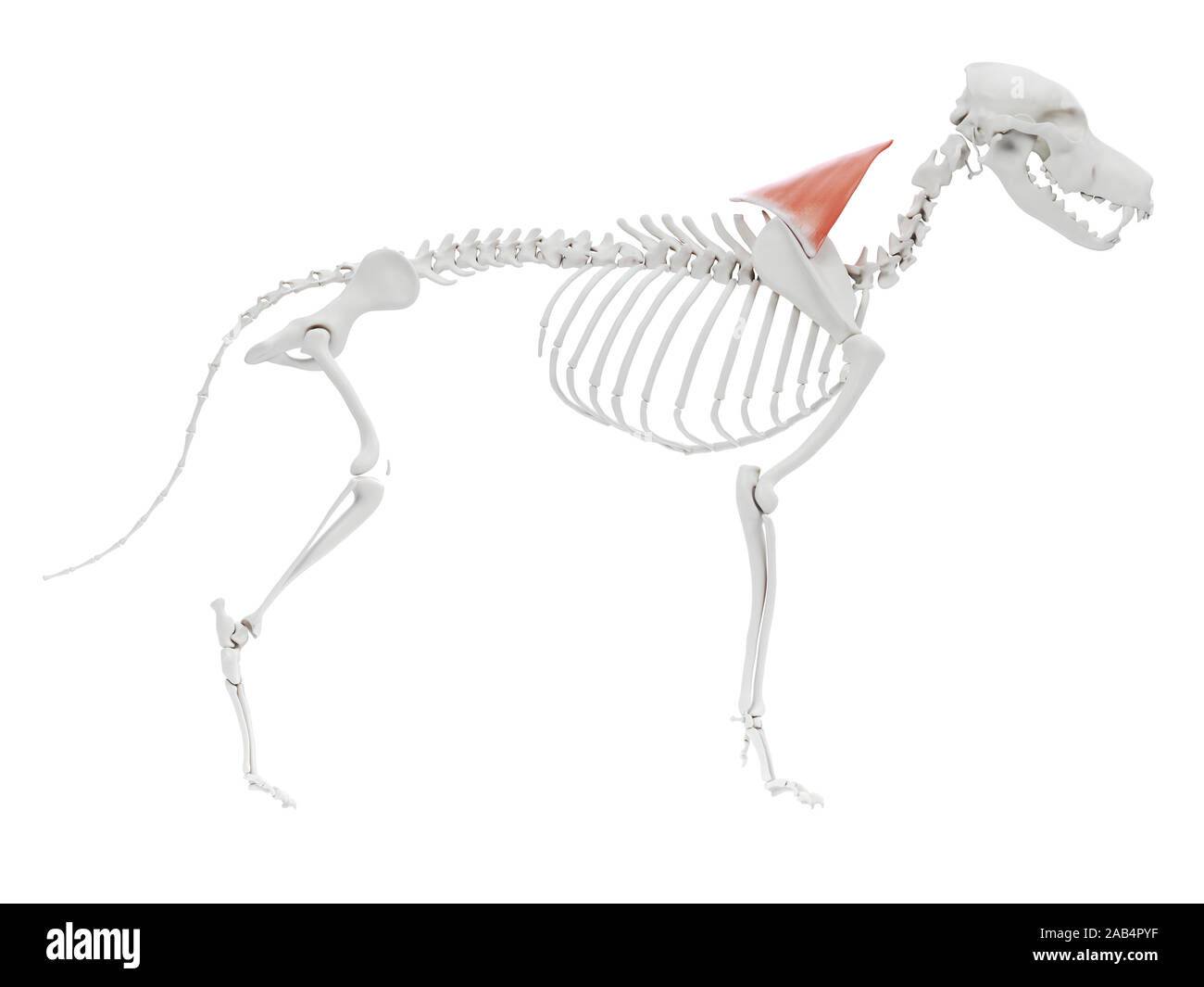 Anatomie muskel hund trapezius -Fotos und -Bildmaterial in hoher ...