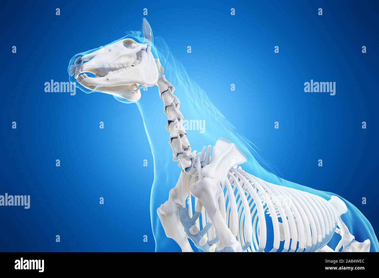 Pferd anatomie skelett -Fotos und -Bildmaterial in hoher Auflösung ...
