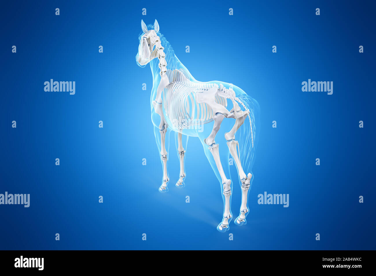 Pferd anatomie skelett -Fotos und -Bildmaterial in hoher Auflösung ...