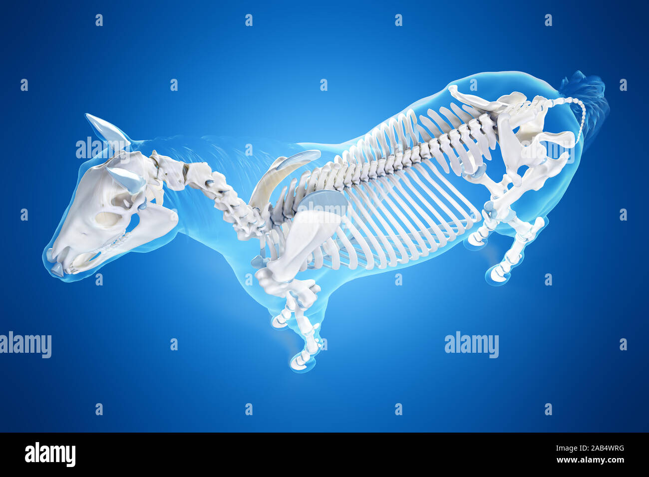 Pferd anatomie skelett -Fotos und -Bildmaterial in hoher Auflösung ...