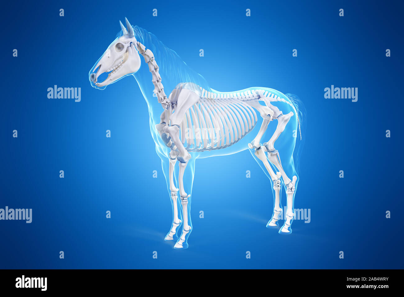 Pferd anatomie skelett -Fotos und -Bildmaterial in hoher Auflösung ...