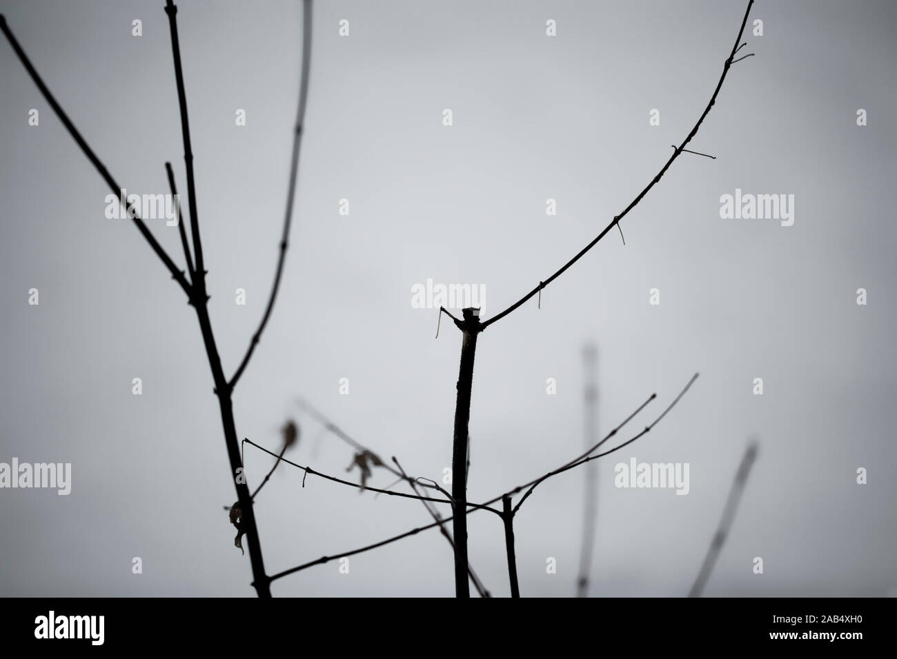 Winter fantasie -Fotos und -Bildmaterial in hoher Auflösung – Alamy