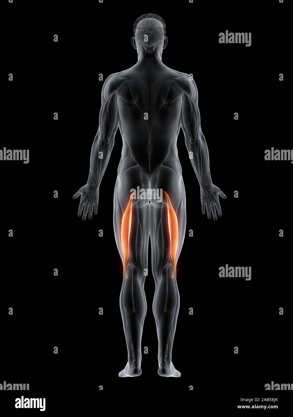 Biceps Femoris Muscle Stockfotos & Biceps Femoris Muscle Bilder - Alamy