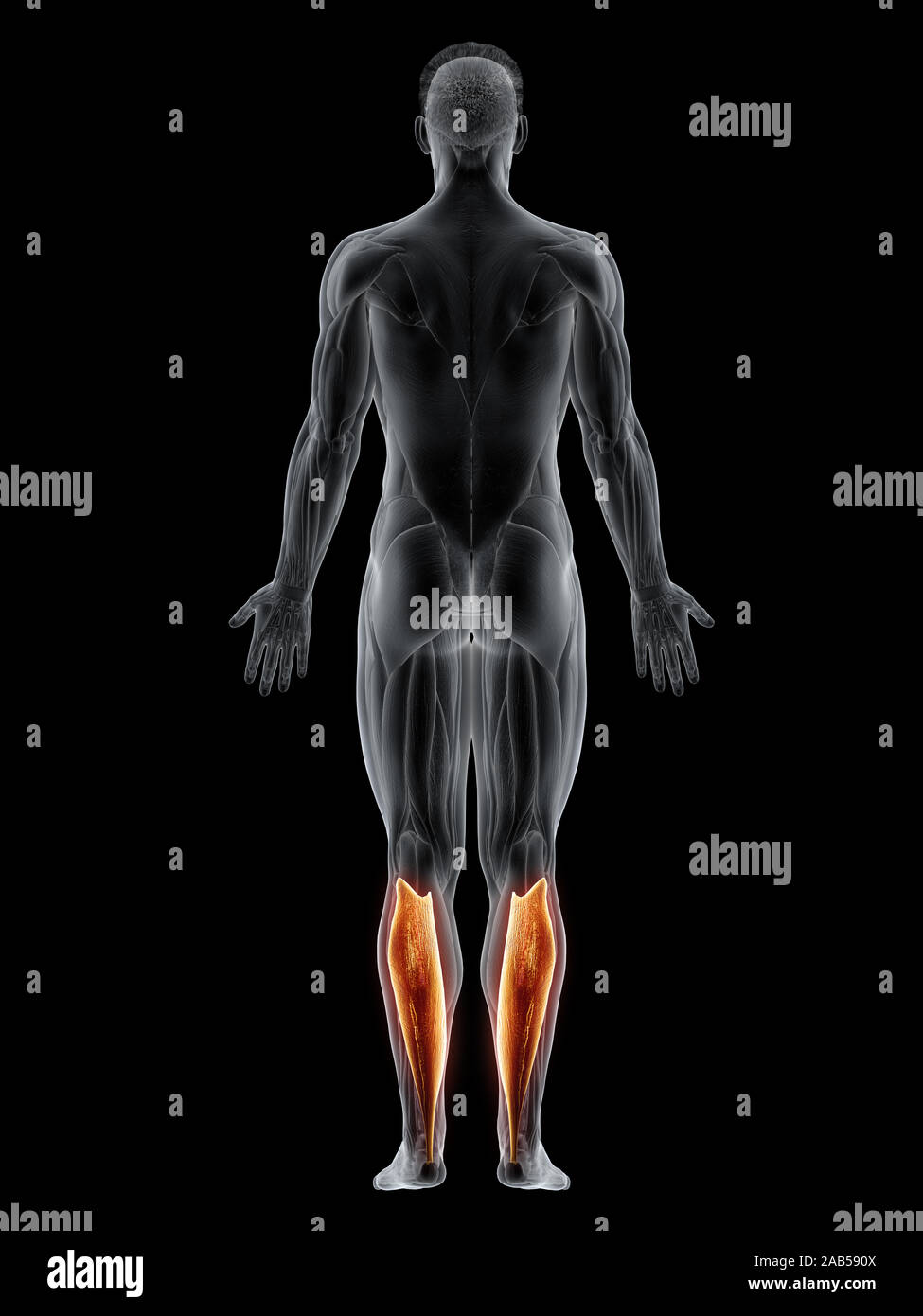 Illustration soleus muscle -Fotos und -Bildmaterial in hoher Auflösung ...