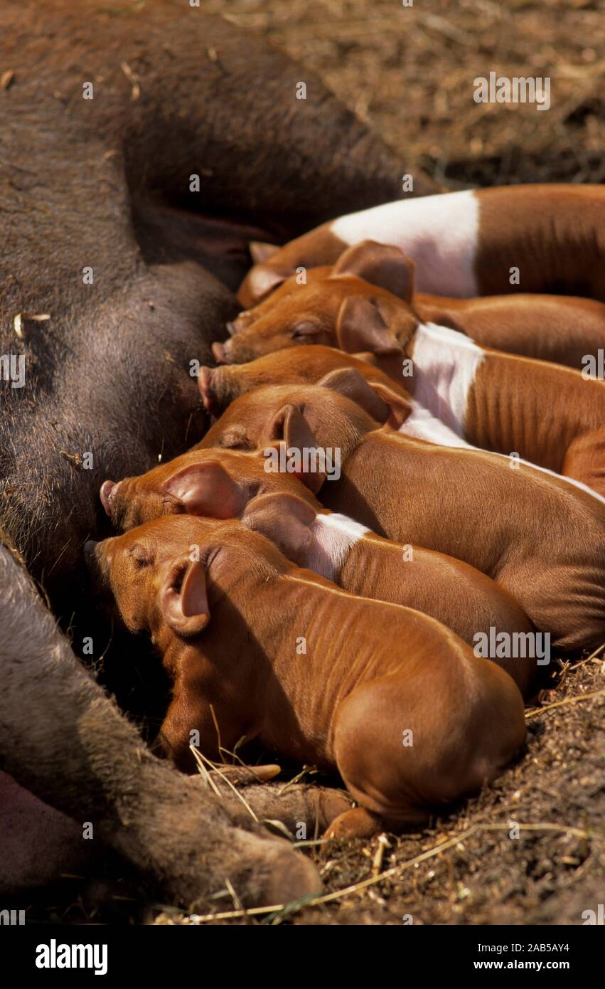 Rotbuntes husumer protestschwein -Fotos und -Bildmaterial in hoher ...