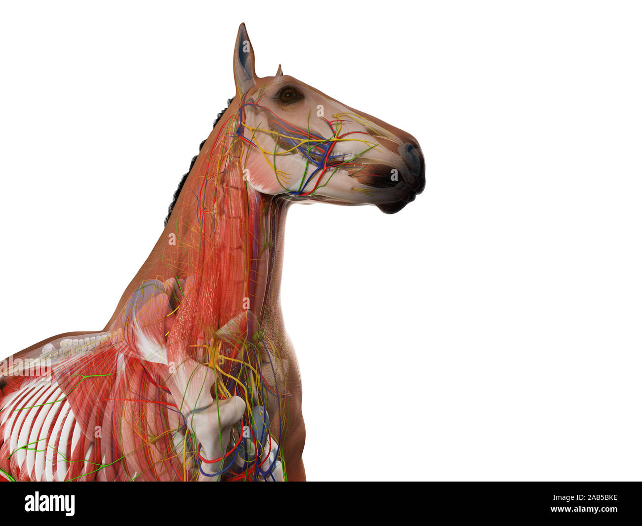 Pferd anatomie muskulatur -Fotos und -Bildmaterial in hoher Auflösung - Seite 3 - Alamy