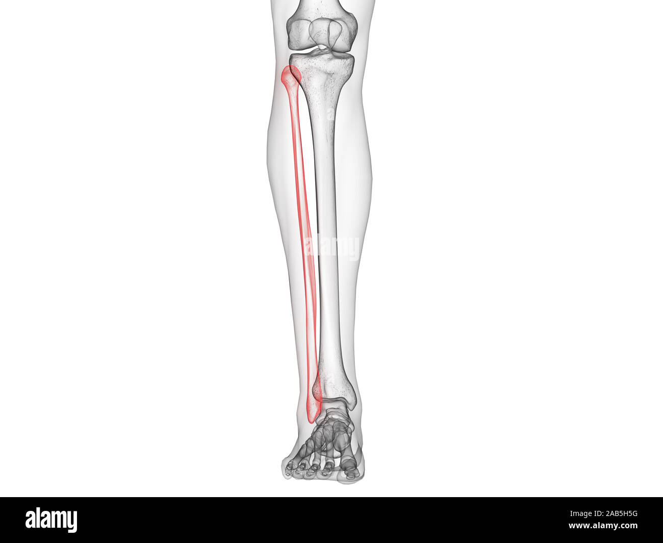 3D-gerenderte Medizinisch genaue Abbildung der Fibel Knochen ...
