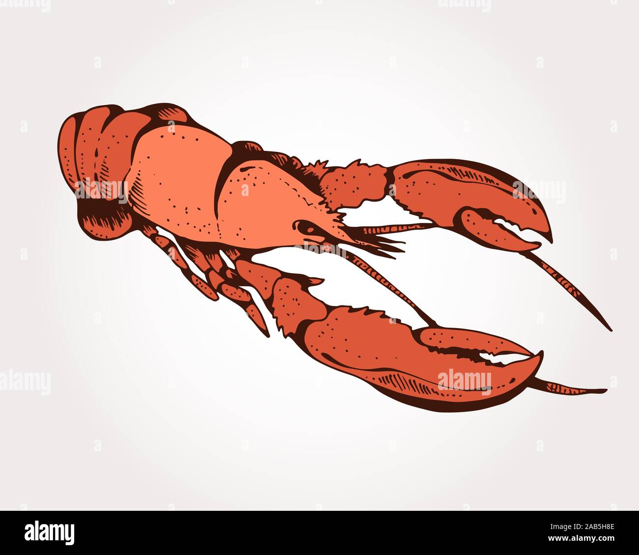 Hummer Hand gezeichnet Vektor-illustration, Meeresfrüchte Farbe auf ...