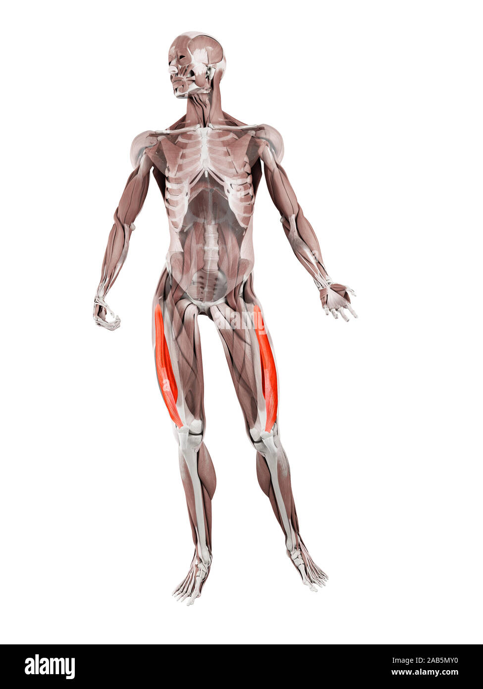 Vastus Lateralis Stockfotos und -bilder Kaufen - Alamy