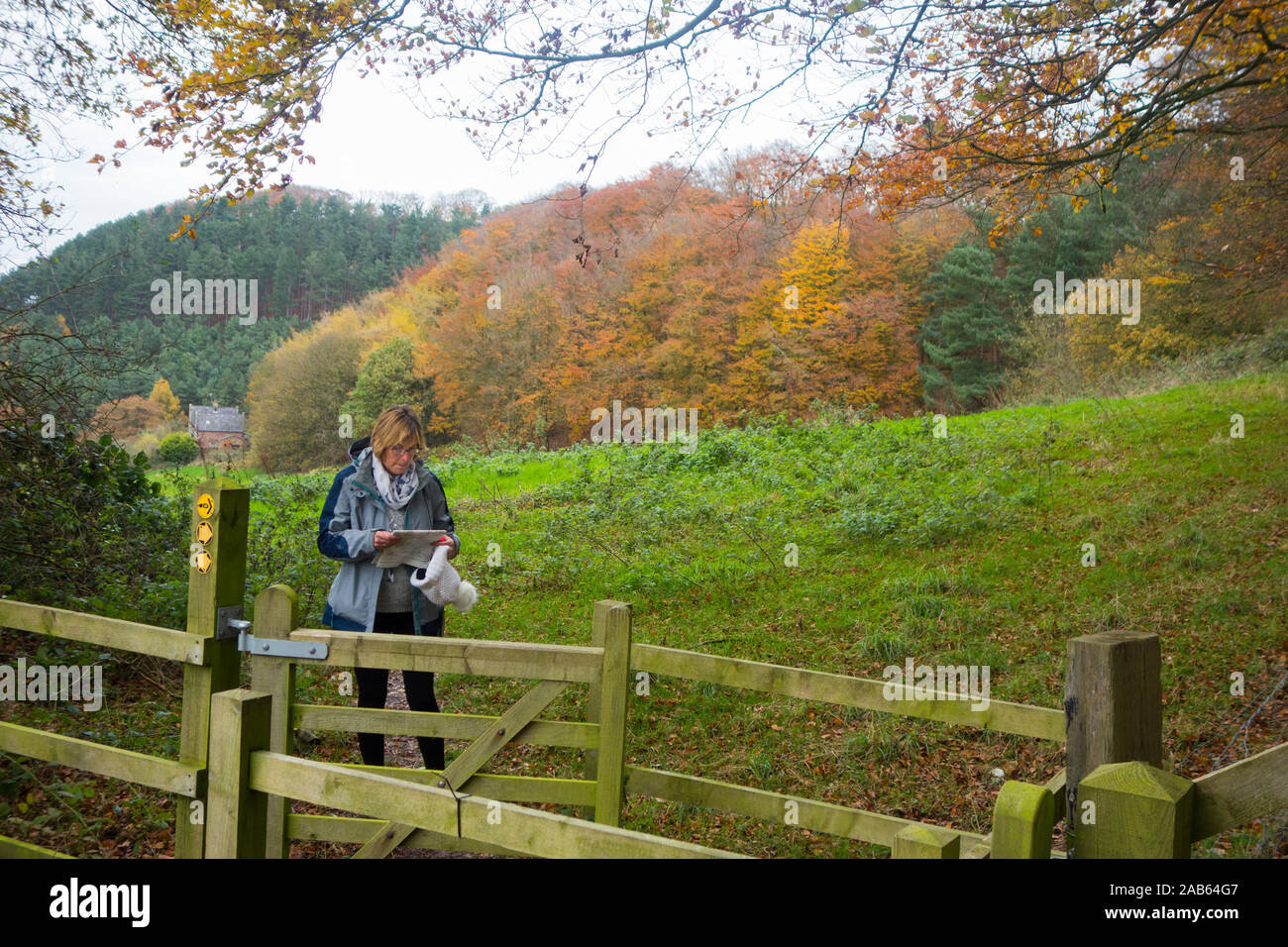 Lesen im wald -Fotos und -Bildmaterial in hoher Auflösung – Alamy