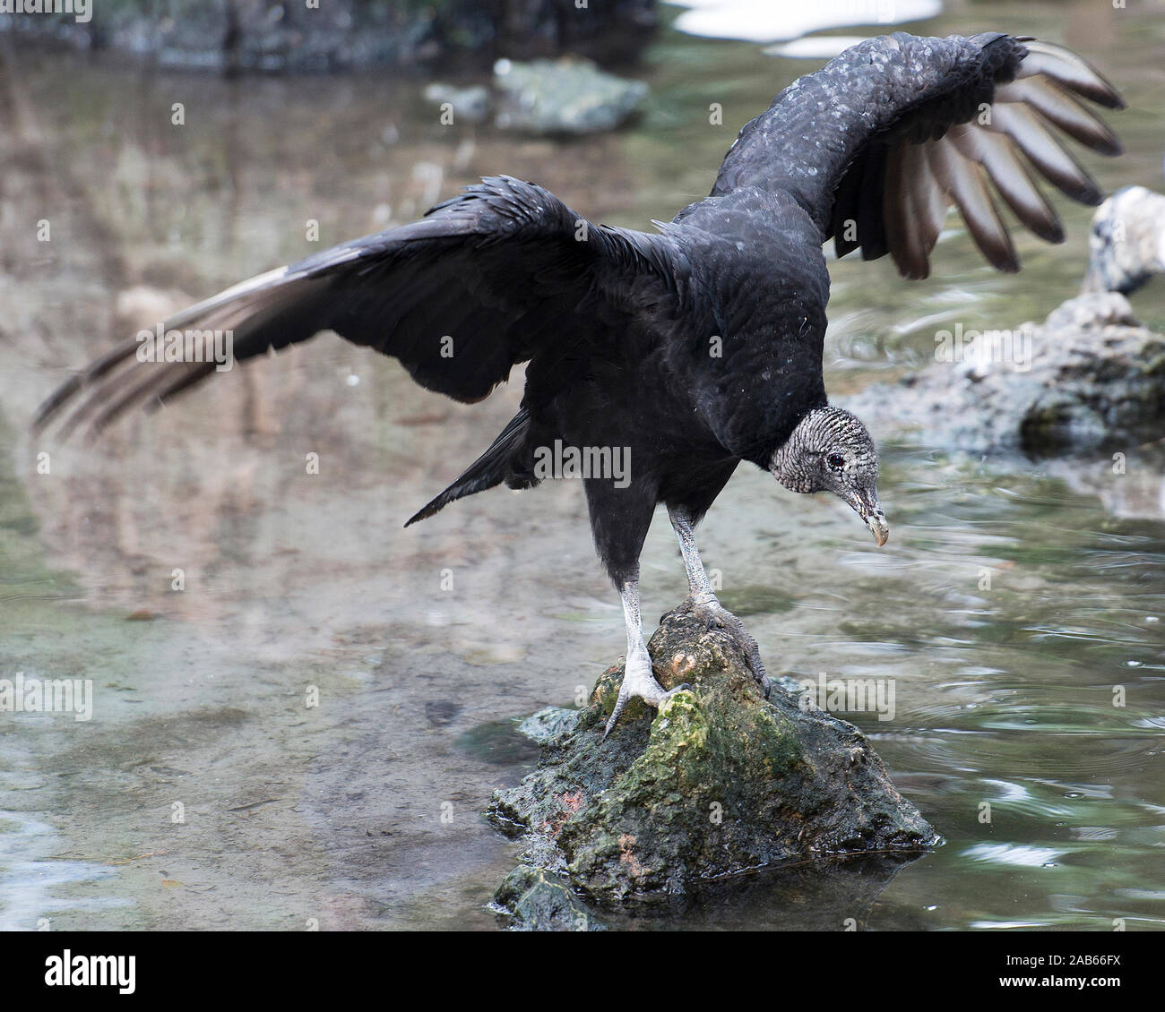 Art black vulture -Fotos und -Bildmaterial in hoher Auflösung – Alamy