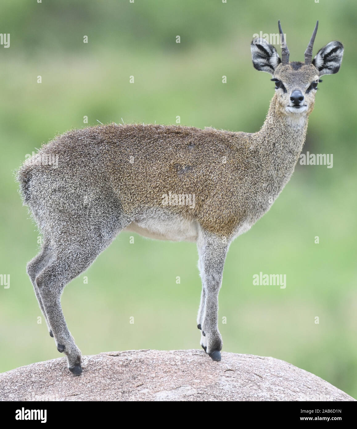 Ein männlicher Klippspringer (Oreotragus oreotragus) in einem typischen ...