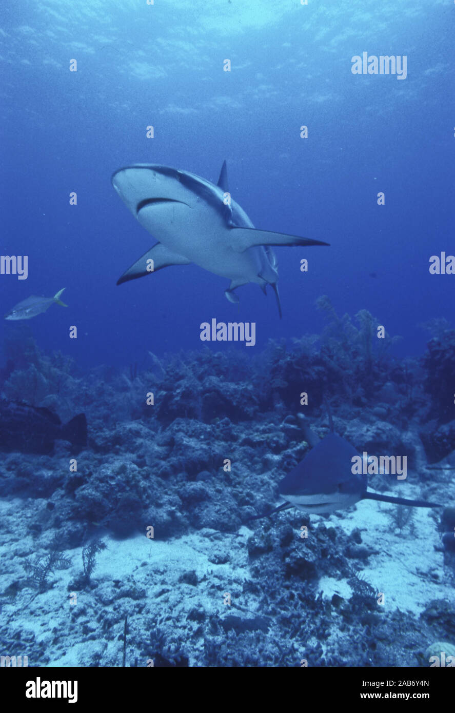 Karibischer Riffhai (Carcharhinus perezii), kann auf fast 3 m lang ...