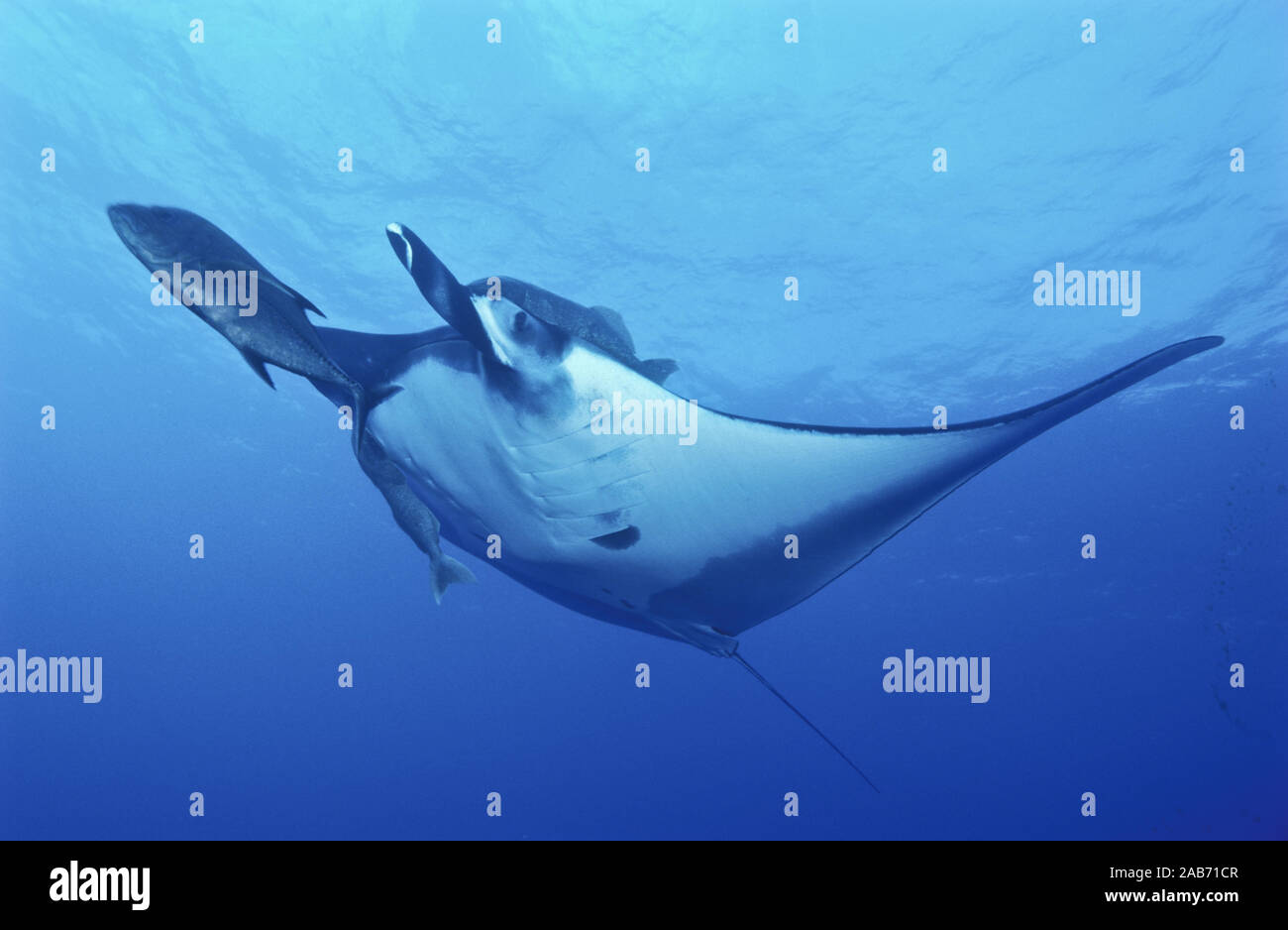 Atlantischer manta -Fotos und -Bildmaterial in hoher Auflösung – Alamy