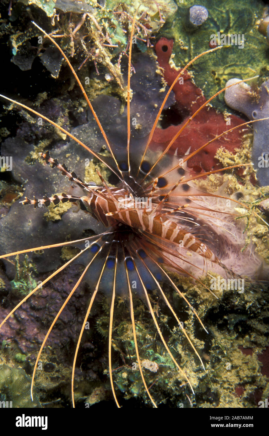 Feuerfische mit zackigen flossen -Fotos und -Bildmaterial in hoher ...