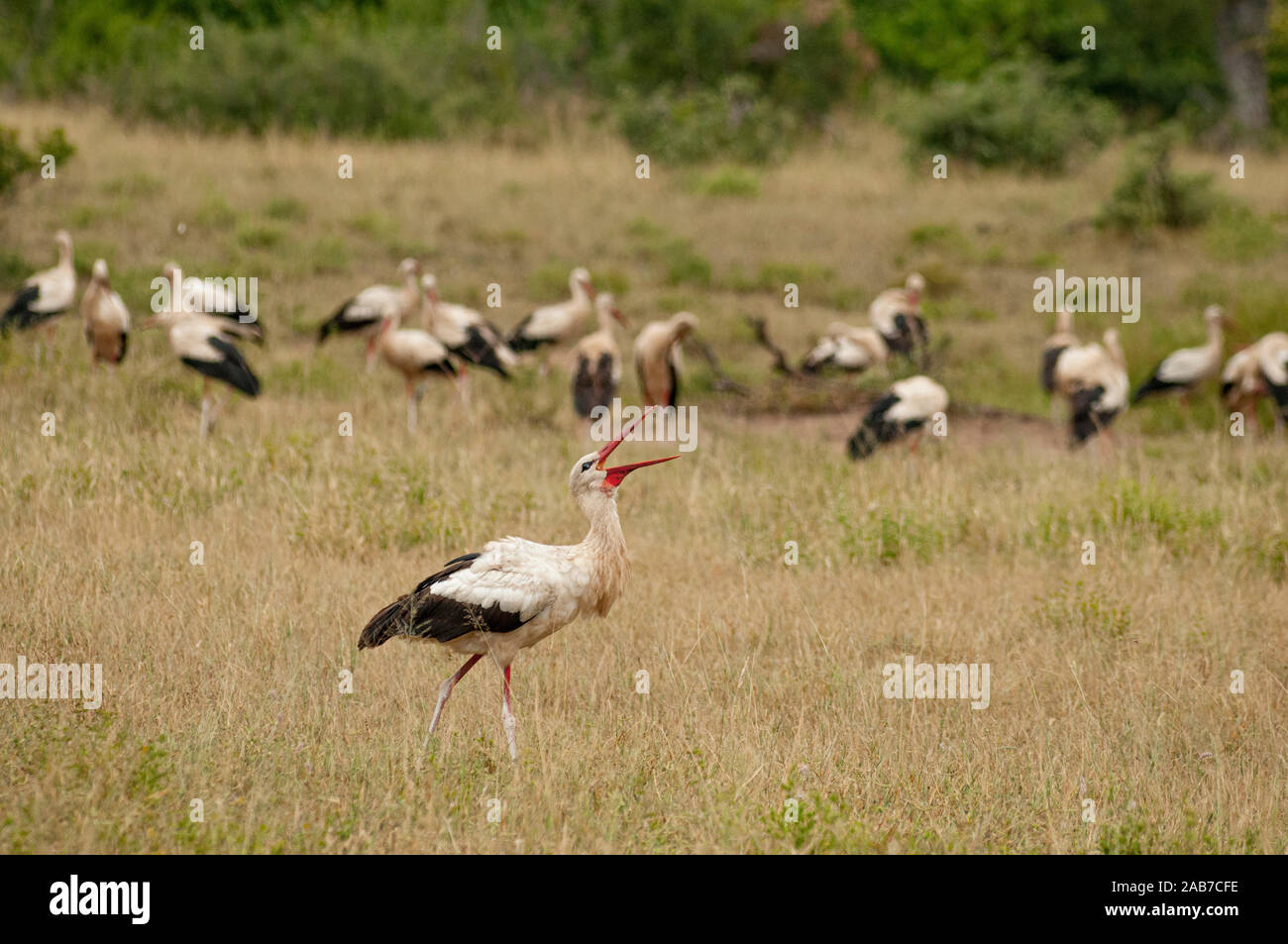 Parque nacional kruger aves -Fotos und -Bildmaterial in hoher Auflösung ...