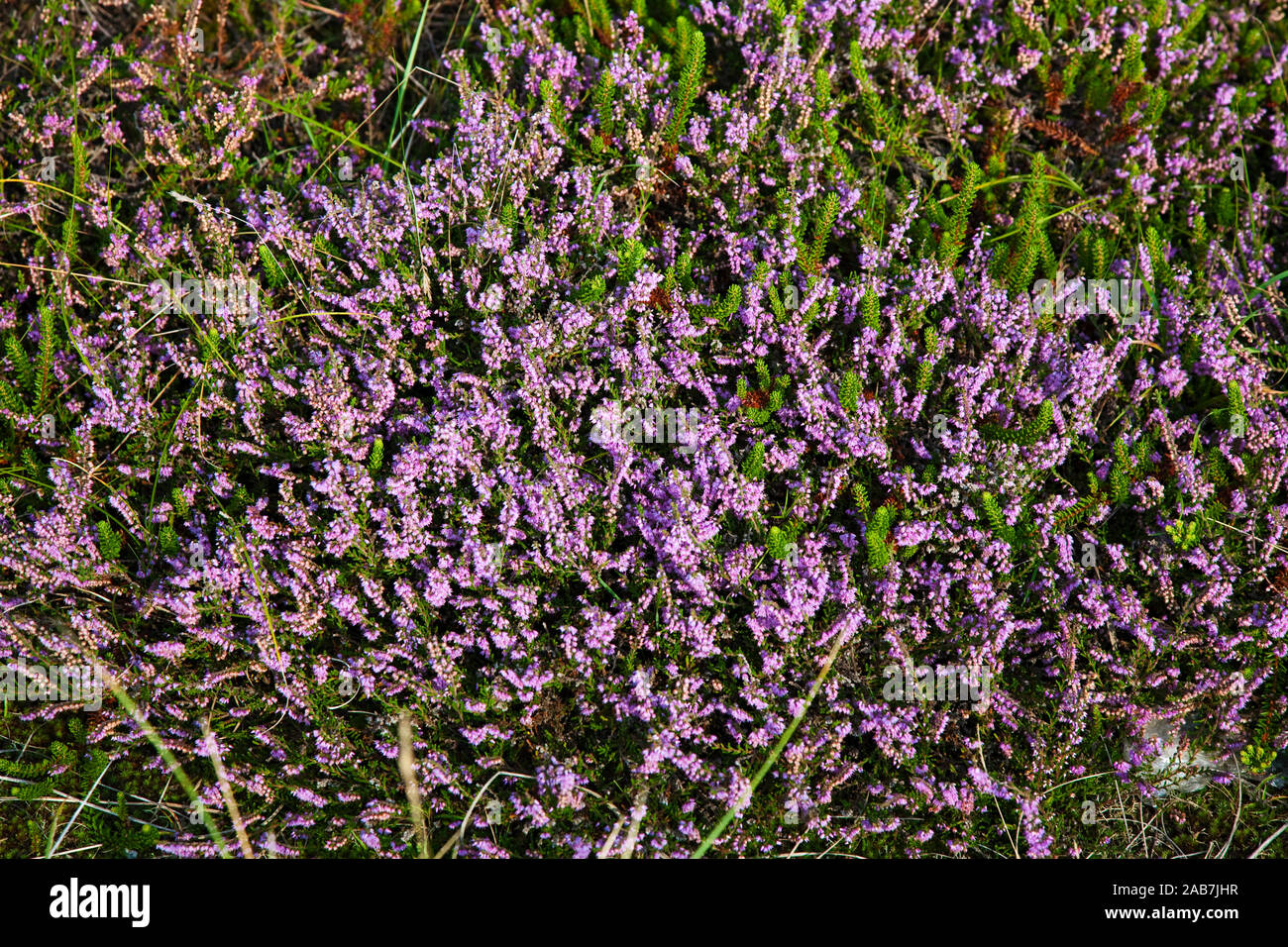 Blauehende landschaft -Fotos und -Bildmaterial in hoher Auflösung – Alamy