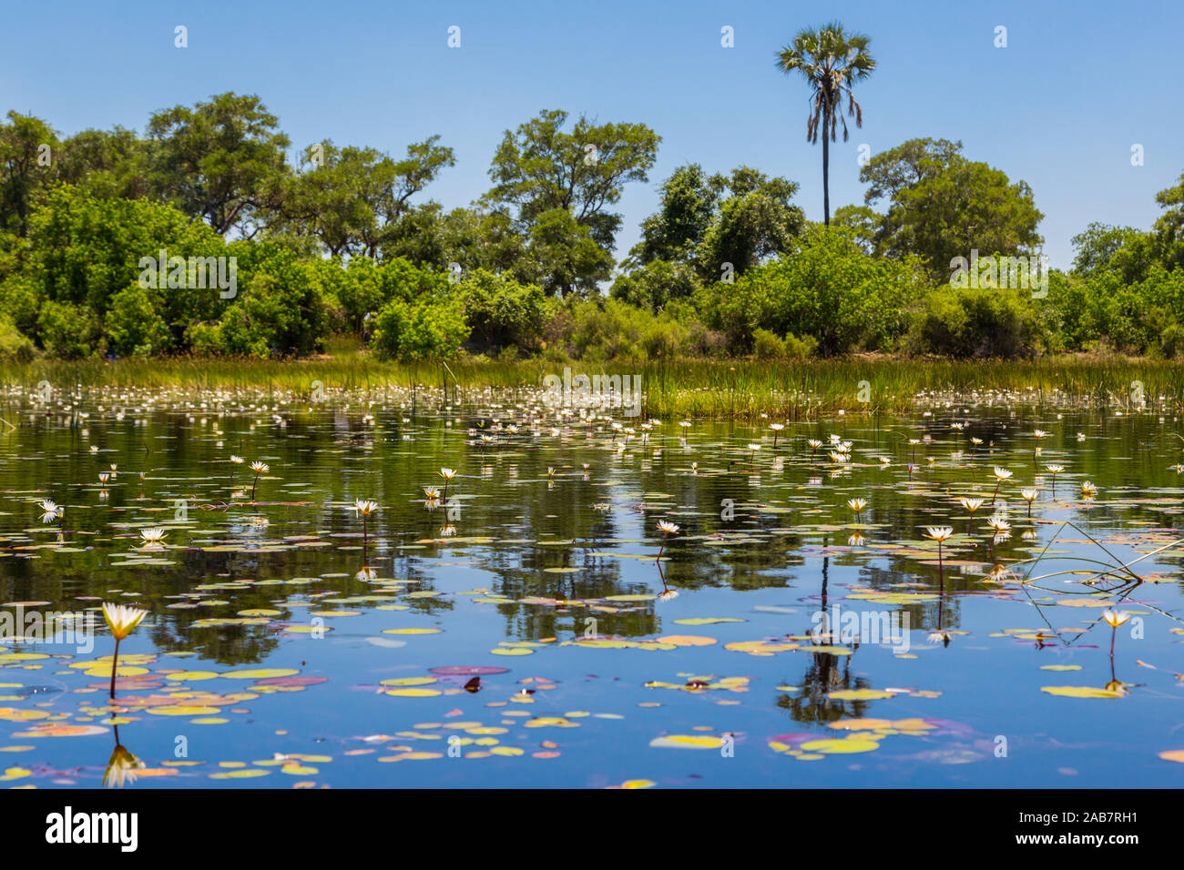Fluss und bäume okavango delta -Fotos und -Bildmaterial in hoher ...