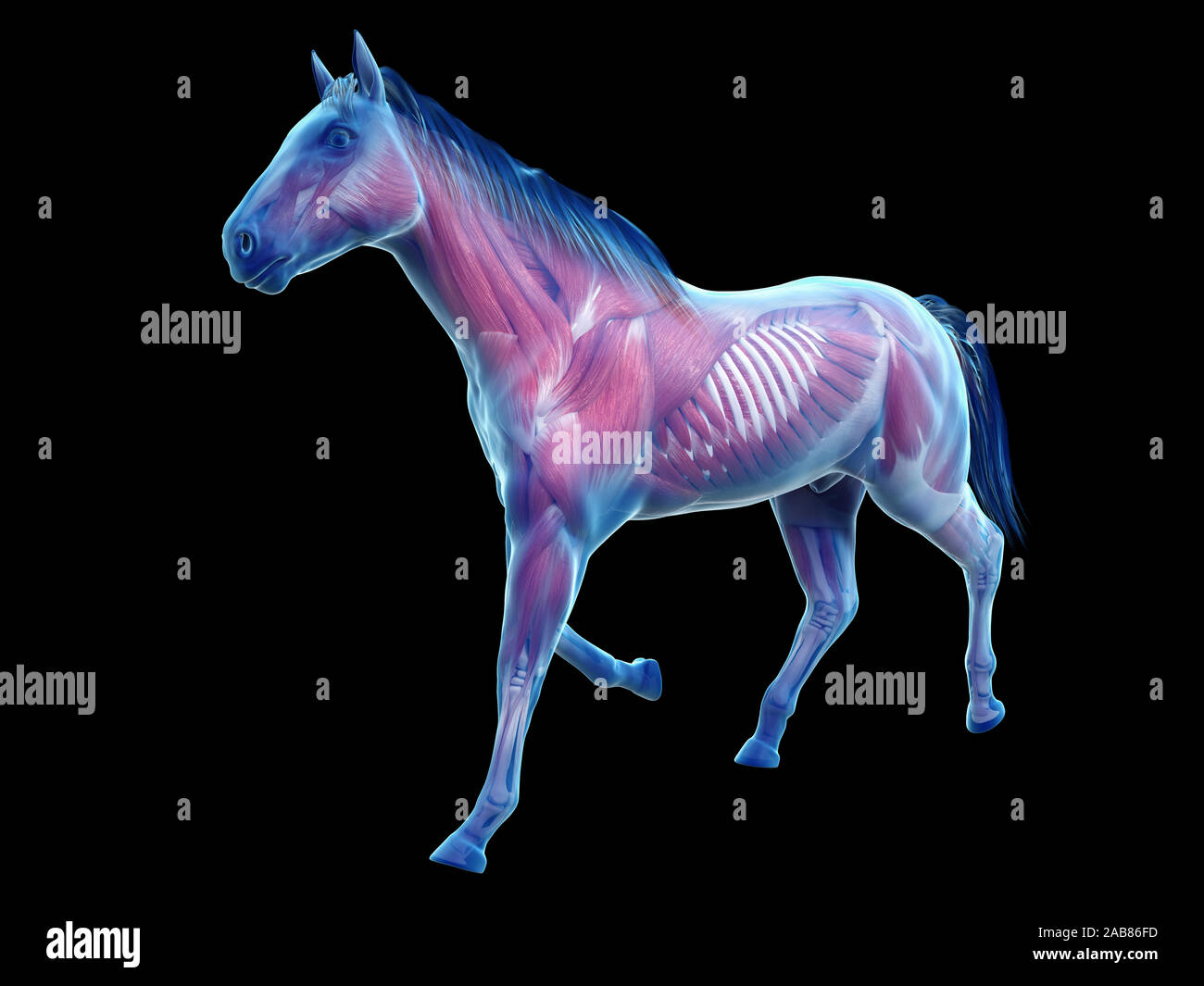 Anatomie muskel pferd -Fotos und -Bildmaterial in hoher Auflösung – Alamy