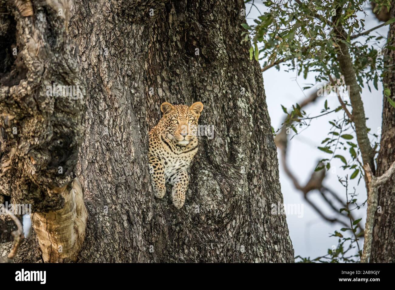 Leopard im baum -Fotos und -Bildmaterial in hoher Auflösung – Alamy
