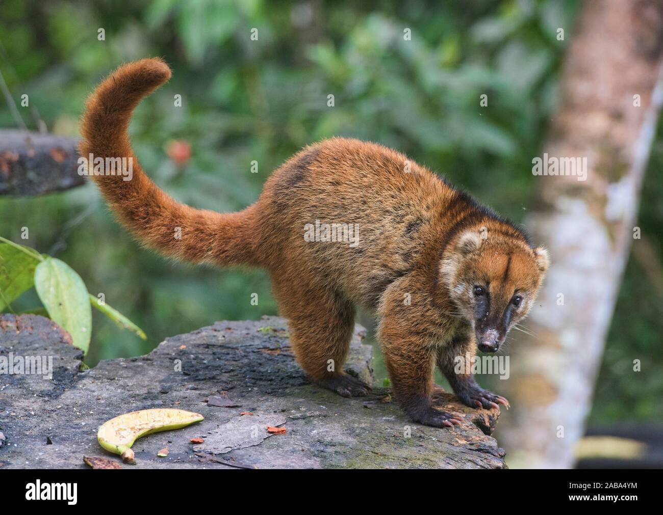 Coati Nasua Nasua Stockfotos und -bilder Kaufen - Alamy