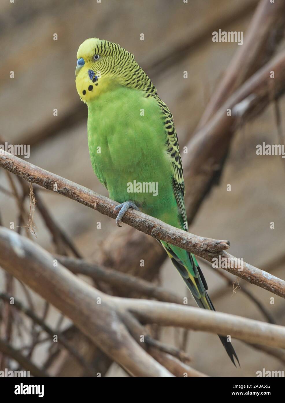 Melopsittacus undulatus wildfarben -Fotos und -Bildmaterial in hoher ...